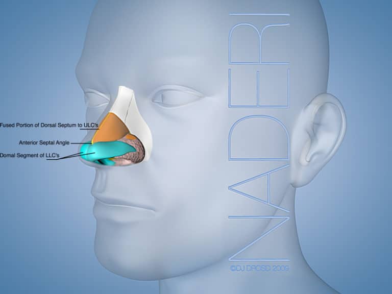Nasal Analysis & Anatomy